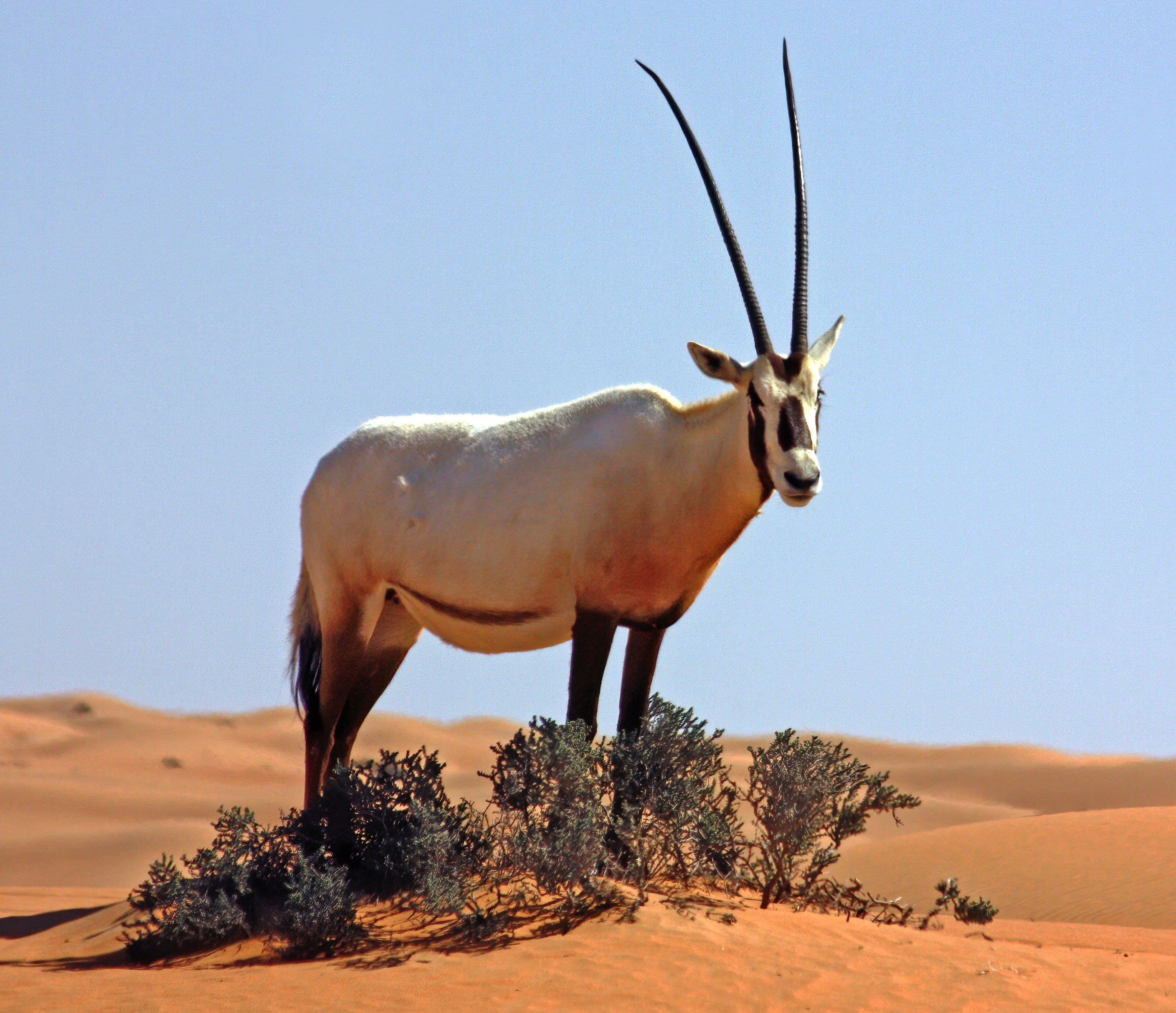 Extinct Arabian Oryx Antelope Glossy Poster Picture Photo Print Banner ...