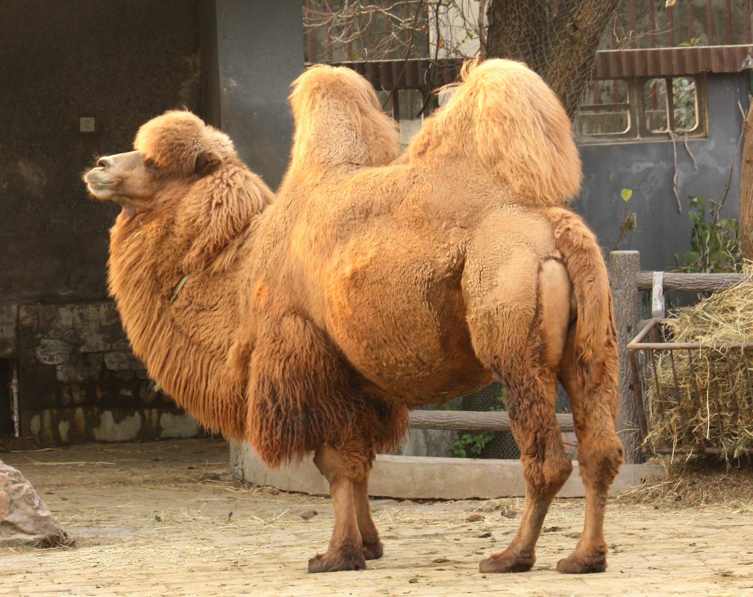 Extinct Bactrian Two Humped Camel Glossy Poster Picture Photo Print Ba ...