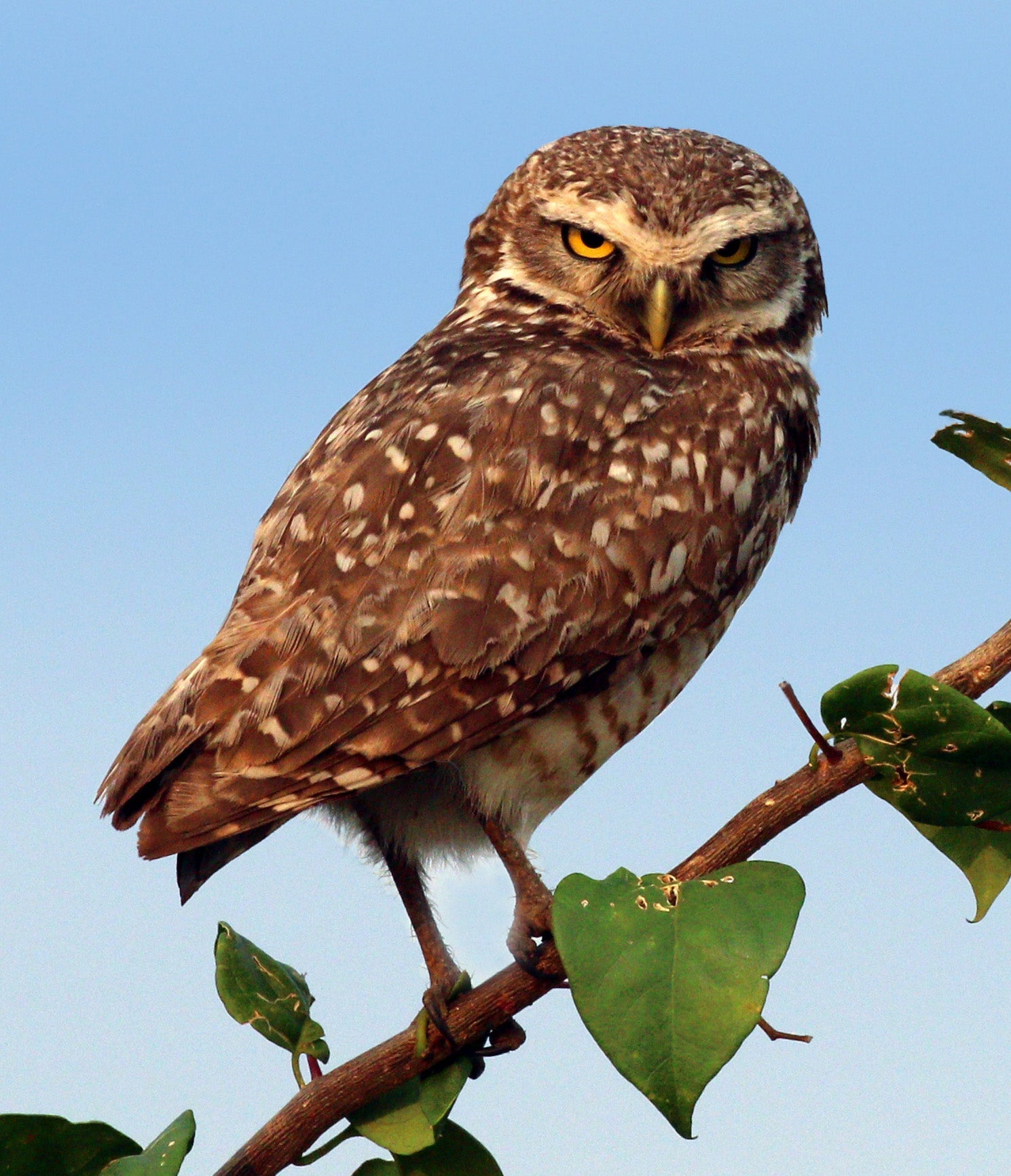 Extinct Burrowing Owl Shoco Glossy Poster Picture Photo Print Banner C ...