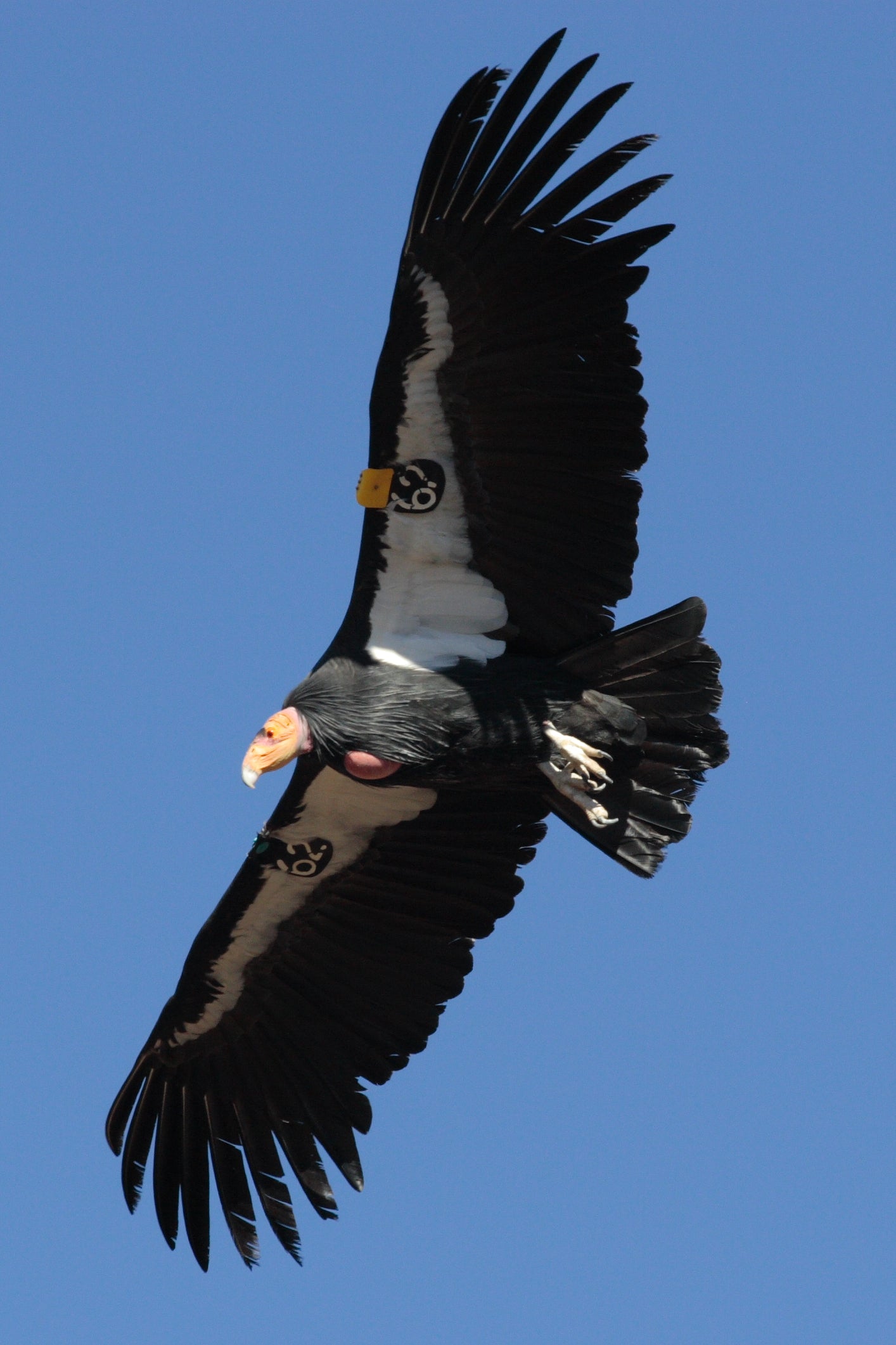 Extinct California Condor Flying Poster Picture Photo Print Banner Con ...
