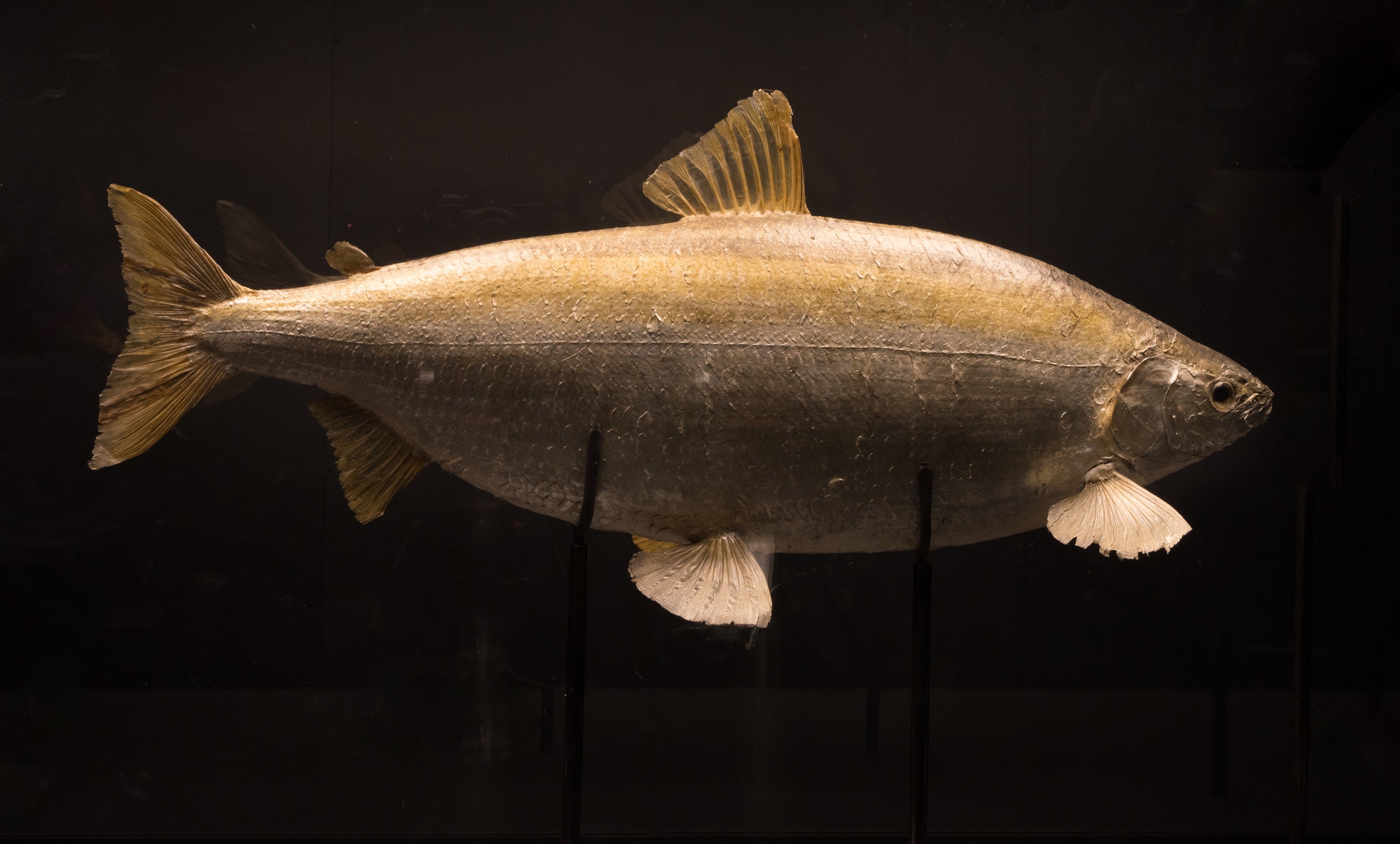 Extinct Coregonus Fera Fish Glossy Poster Picture Photo Print Banner C ...