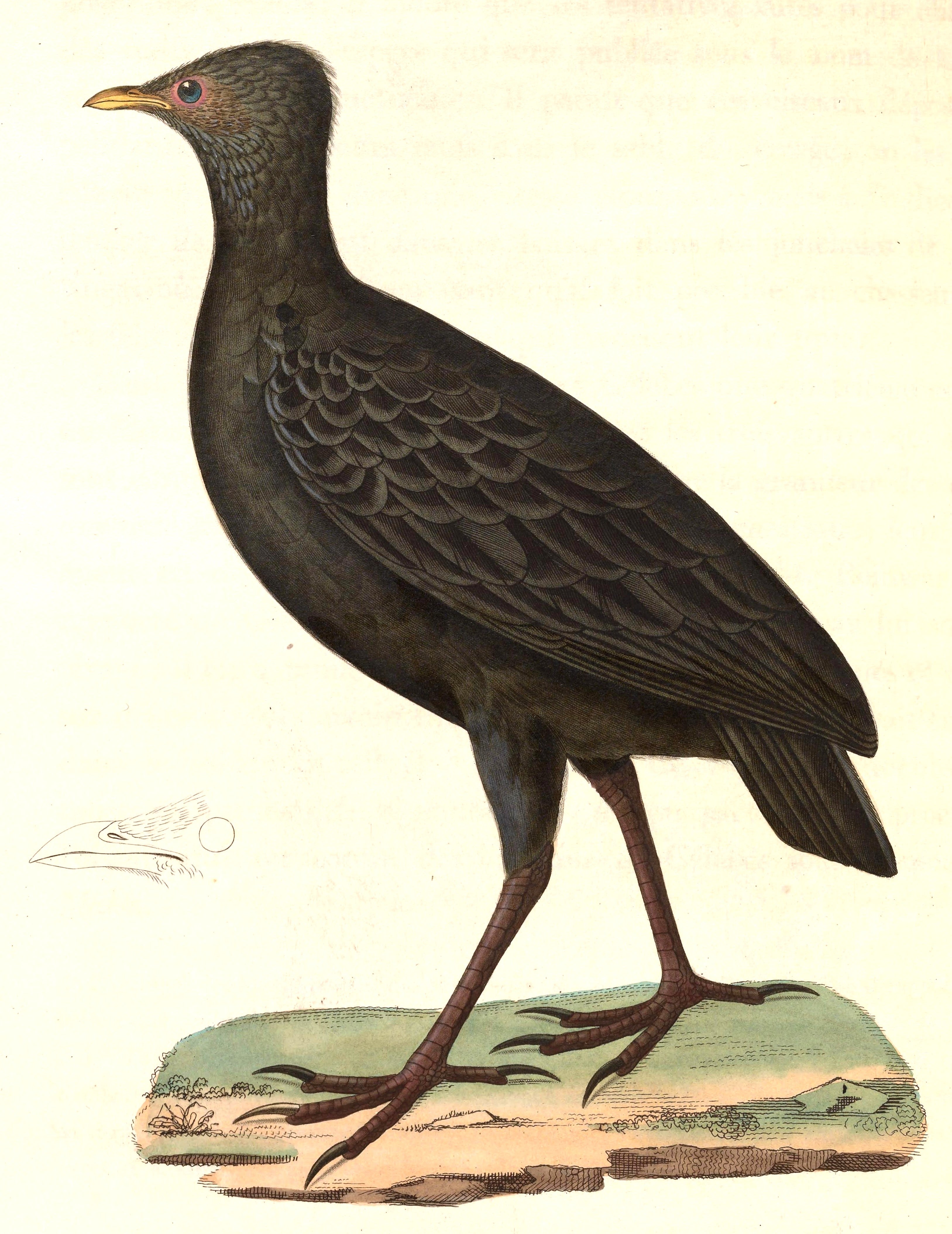Extinct Dusky Megapode Bird Glossy Poster Picture Photo Print Banner C ...
