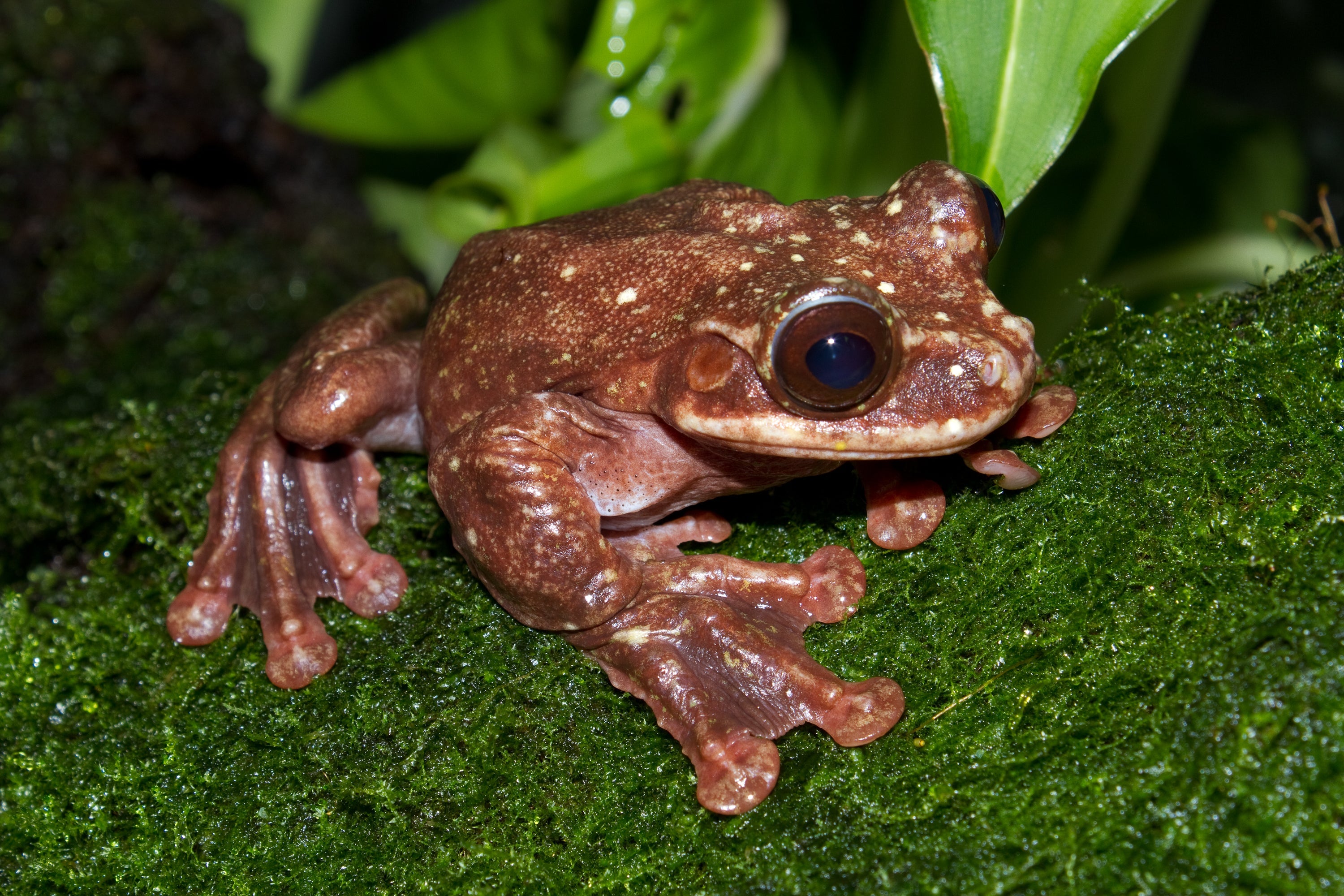 Rabb'S Fringe Limbed Treefrog Glossy Poster Picture Photo Print Banner ...