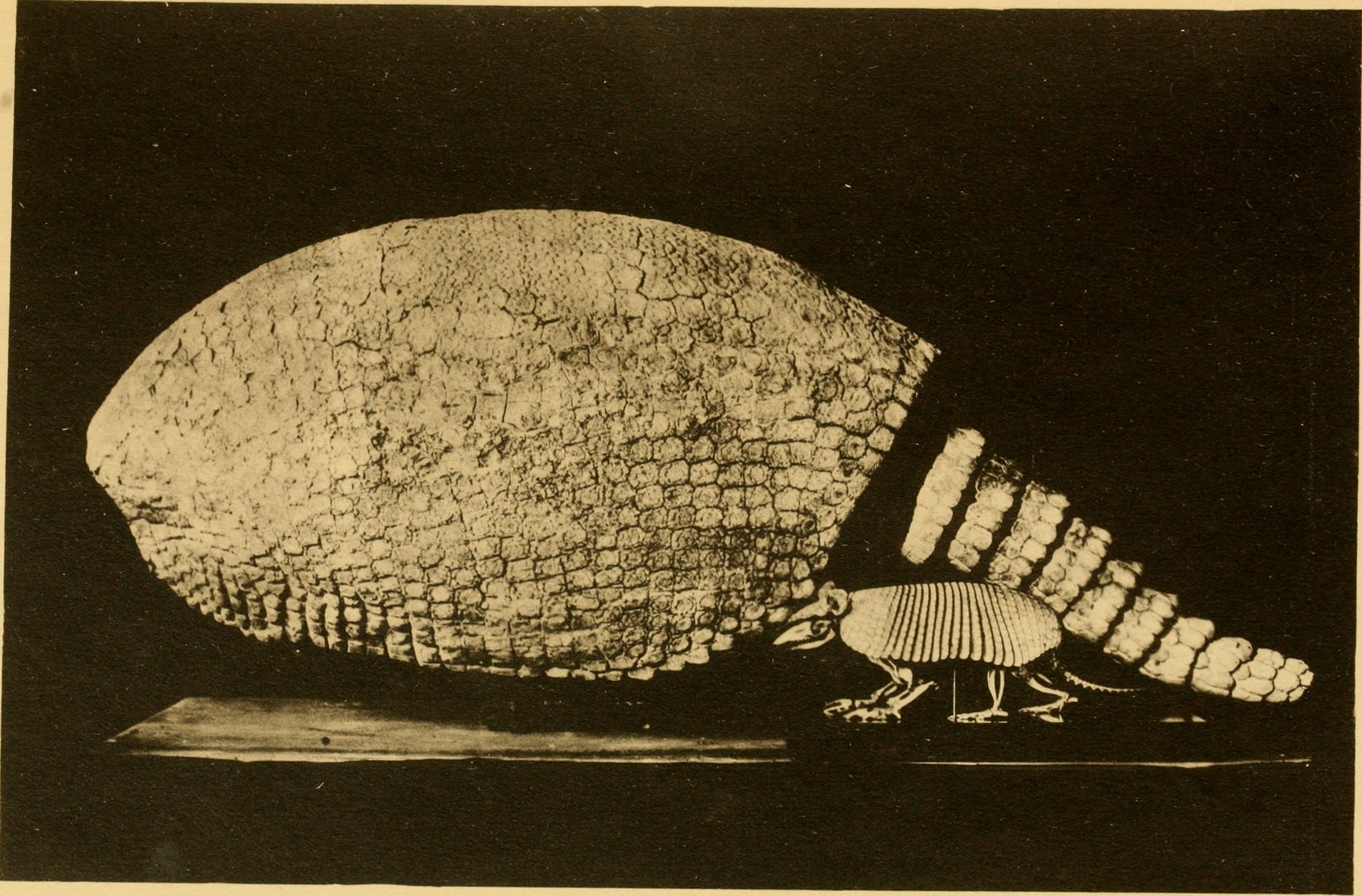 Extinct Glyptotherium Glyptodon Glossy Poster Picture Photo Print Bann ...