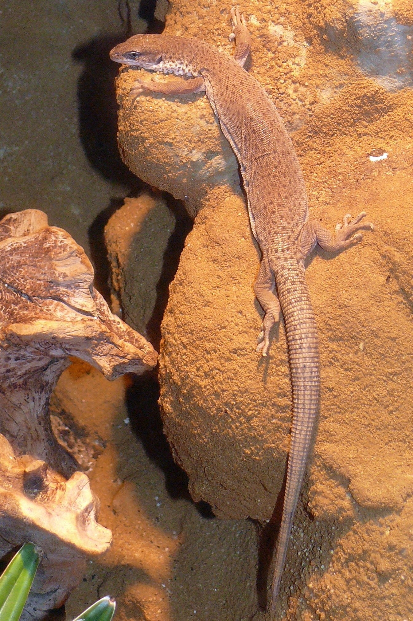 Extinct Goanna Lizard Glossy Poster Picture Photo Print Banner Convers ...