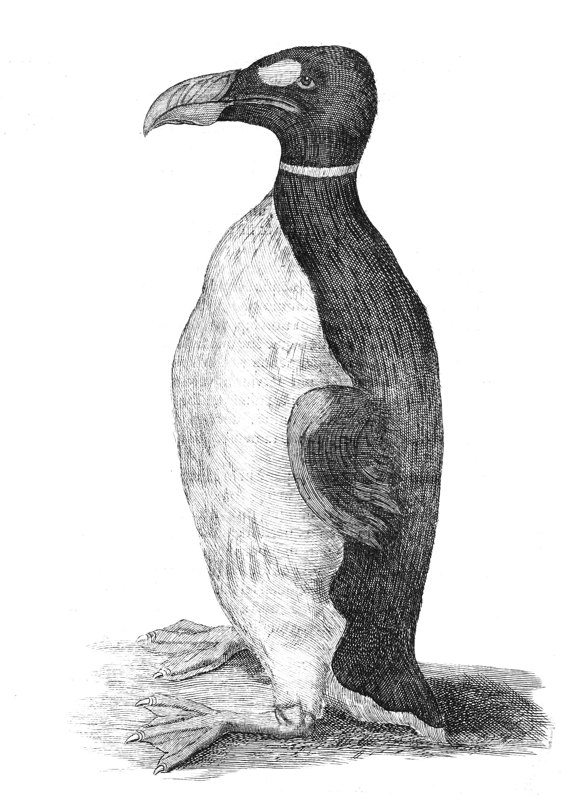Extinct Great Auk Flightless Bird Glossy Poster Picture Photo Print Ba ...