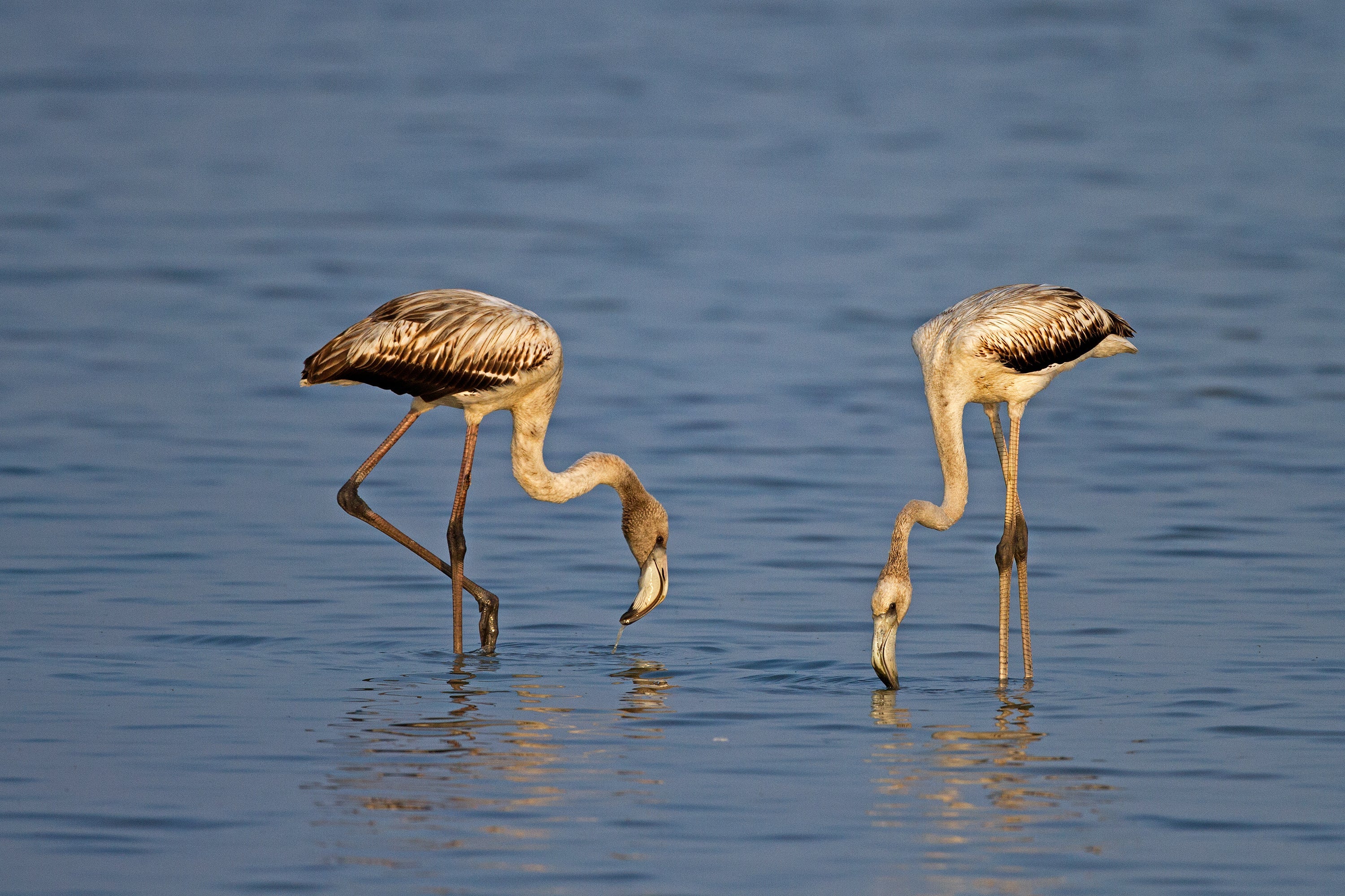 Greater Flamingo Africa Glossy Poster Picture Photo Print Banner Conve ...