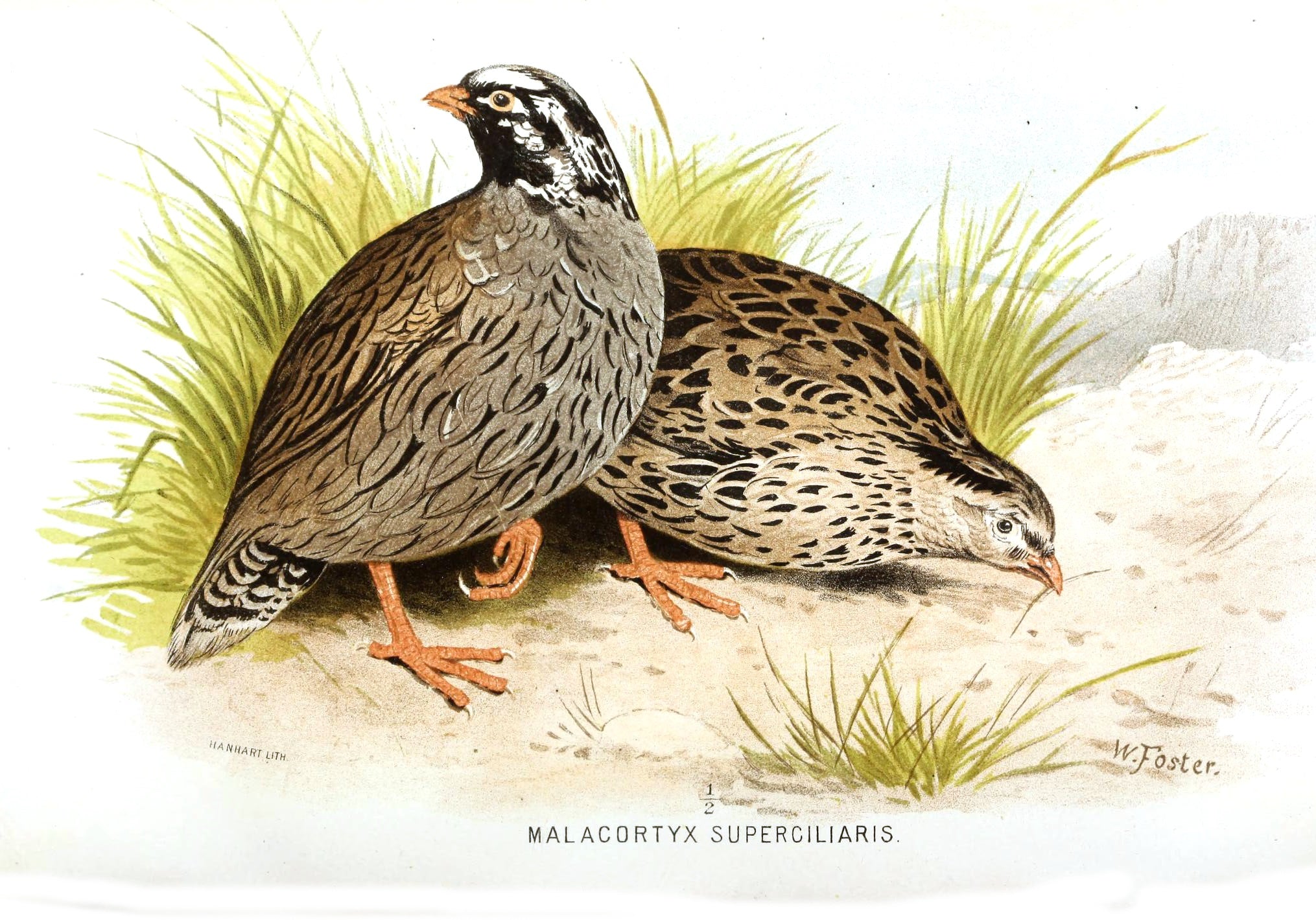 Extinct Himalayan Quail Bird Glossy Poster Picture Photo Print Banner ...