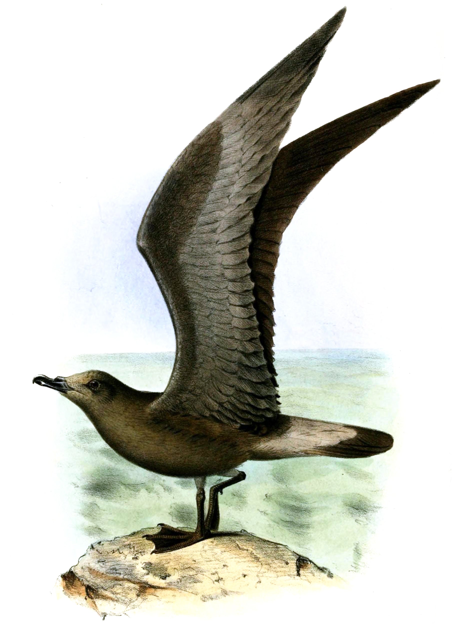 Extinct Jamaican Petrel Seabird Glossy Poster Picture Photo Print Bann ...
