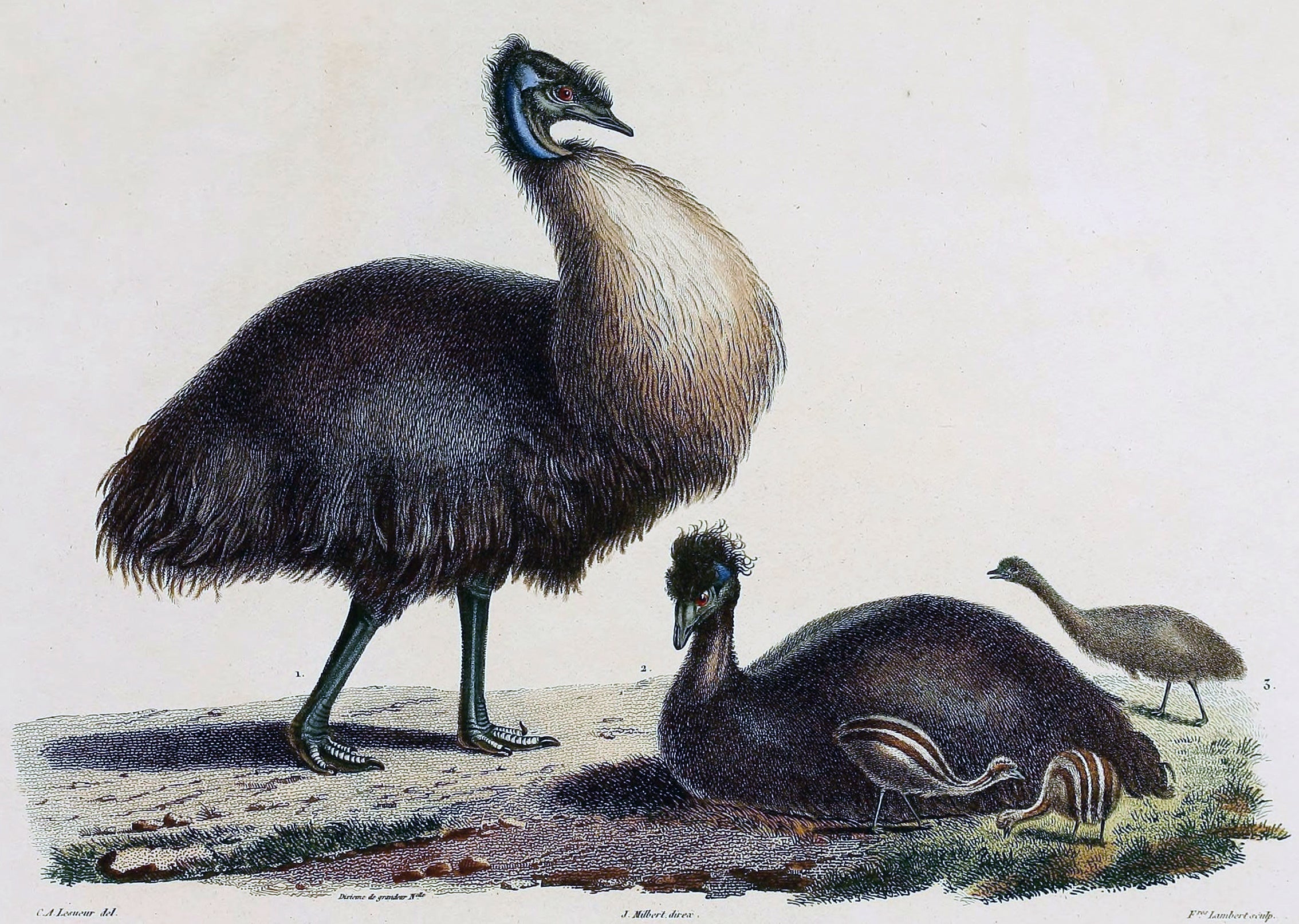 Extinct Kangaroo Island Emu Dwarf Glossy Poster Picture Photo Print Ba ...