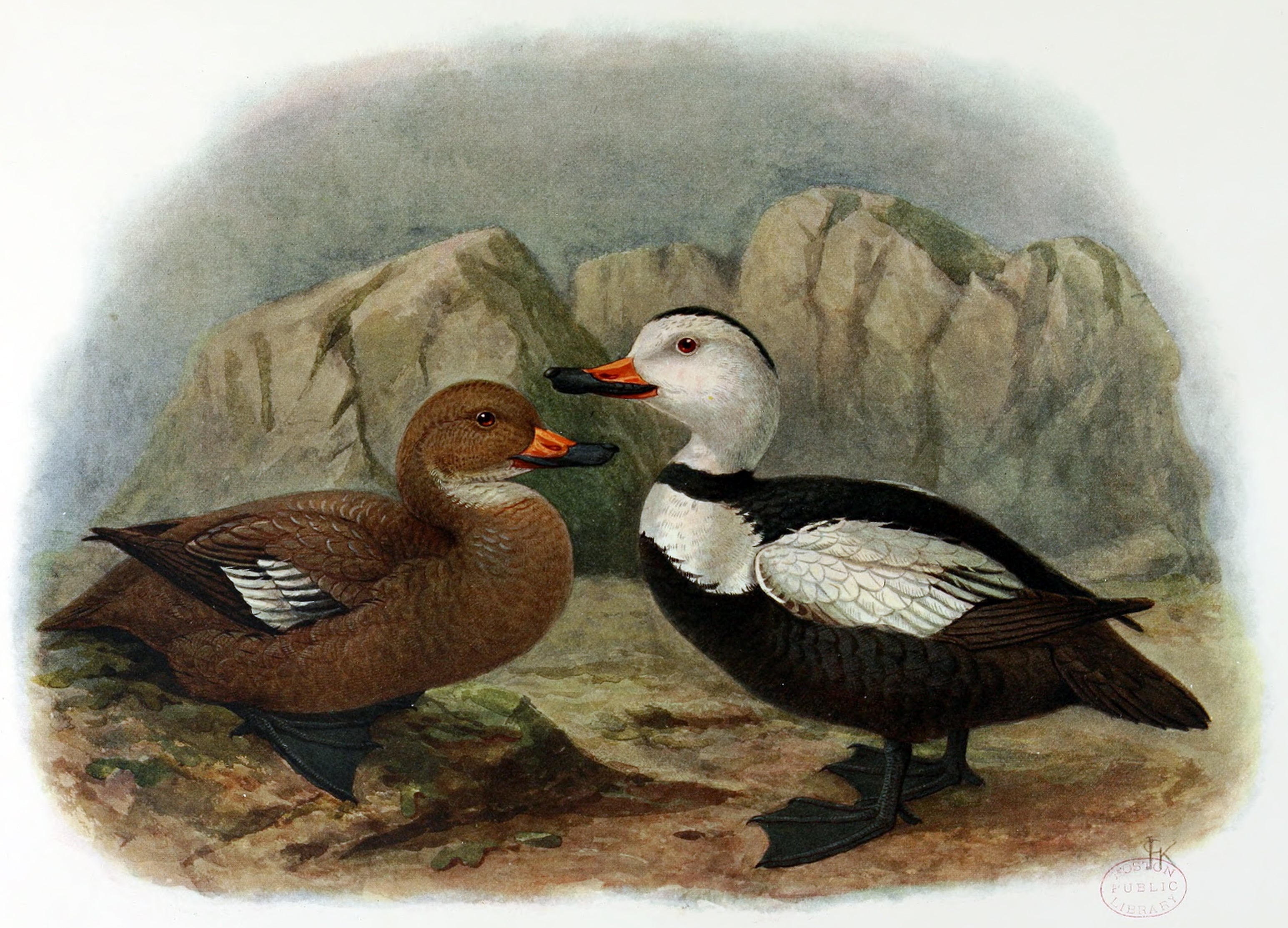 Extinct Labrador Duck Birds Glossy Poster Picture Photo Print Banner C ...