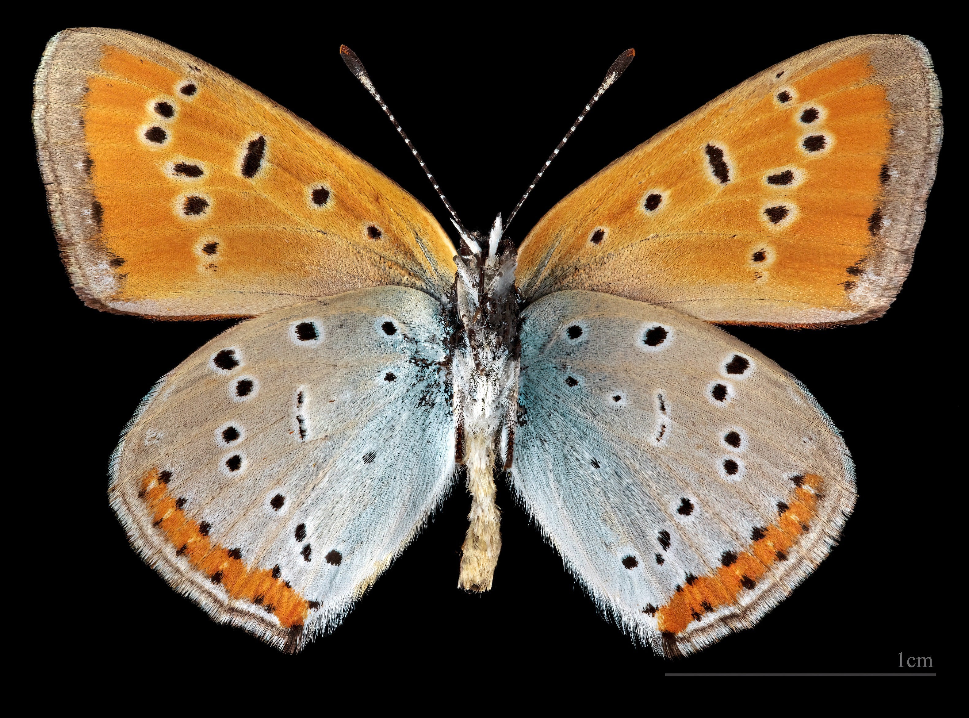 Large Copper Butterfly Insect Glossy Poster Picture Photo Print Banner ...