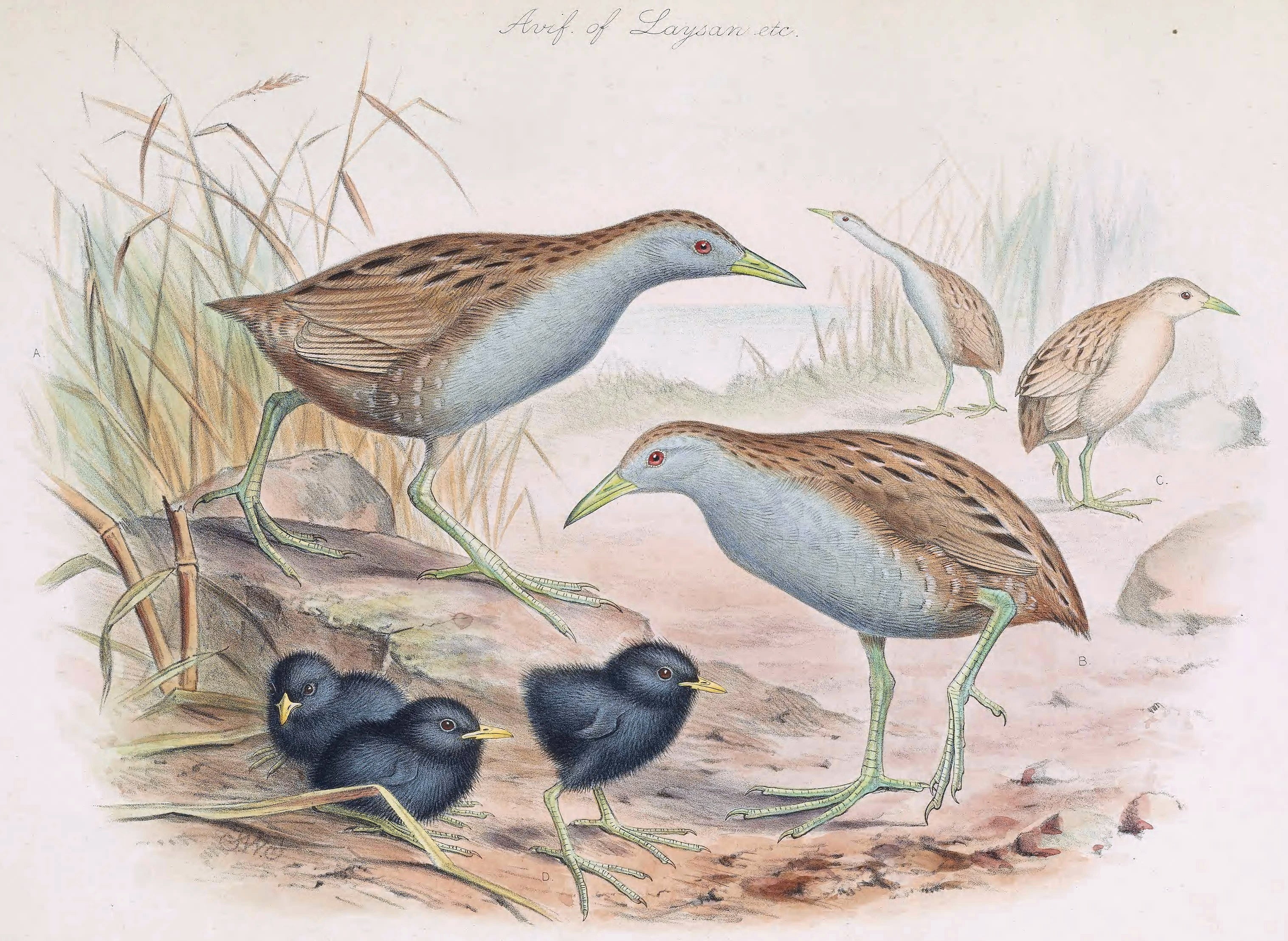 EXTINCT LAYSAN RAIL BIRD GLOSSY POSTER PICTURE PHOTO PRINT BANNER ...