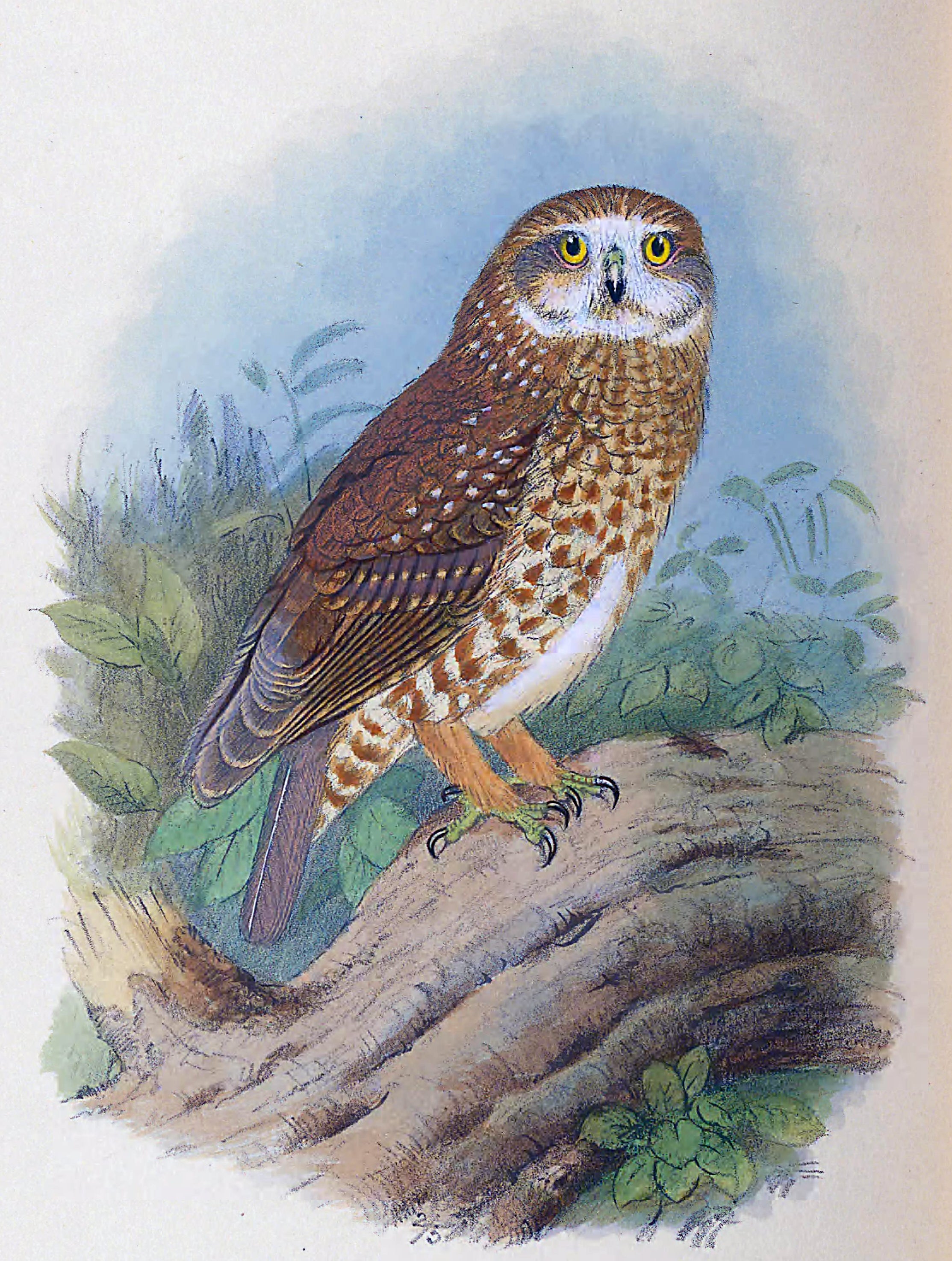 Extinct Lord Howe Boobook Owl Glossy Poster Picture Photo Print Banner ...