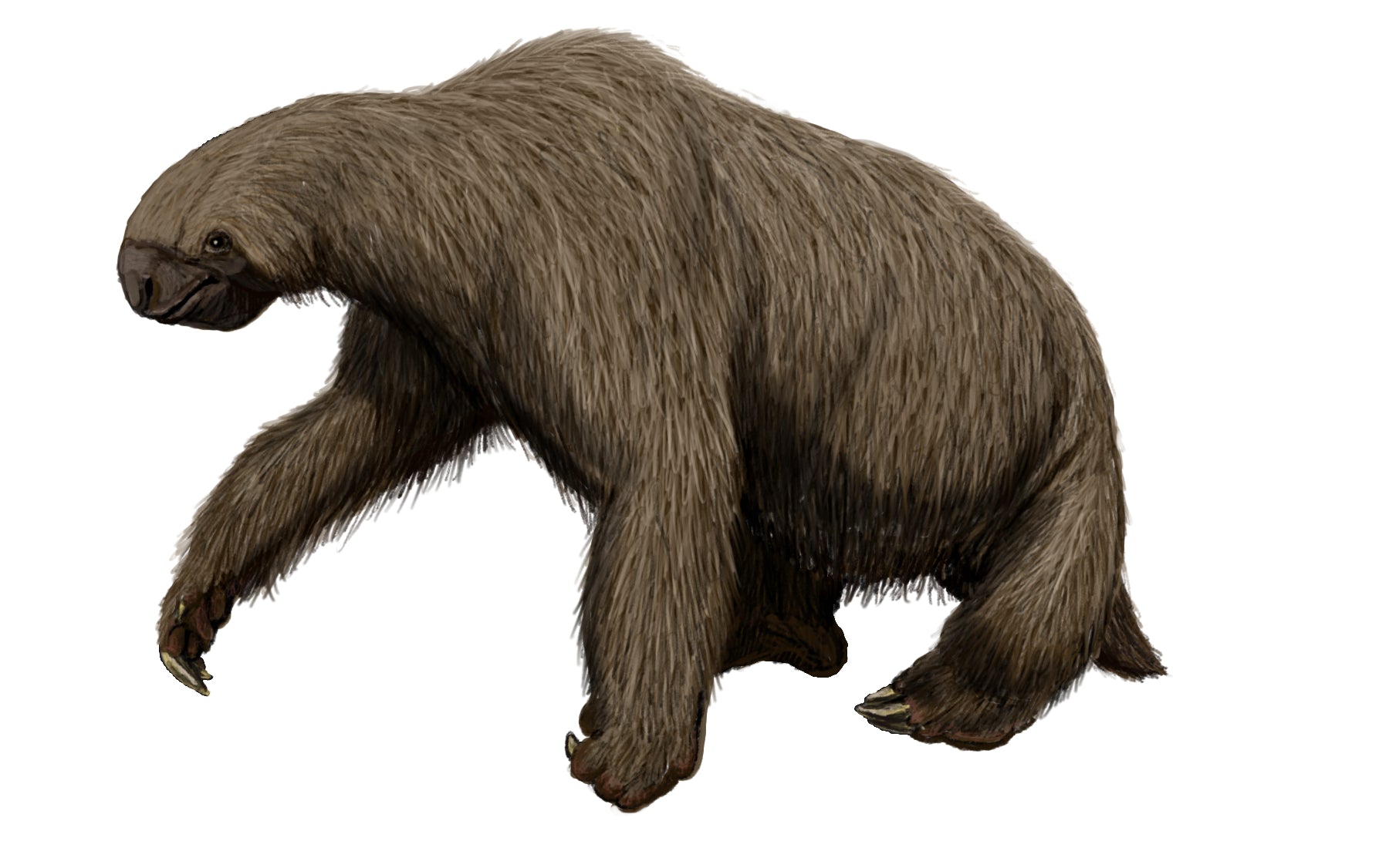 Extinct Megalonyx Ground Sloth Glossy Poster Picture Photo Print Banne ...