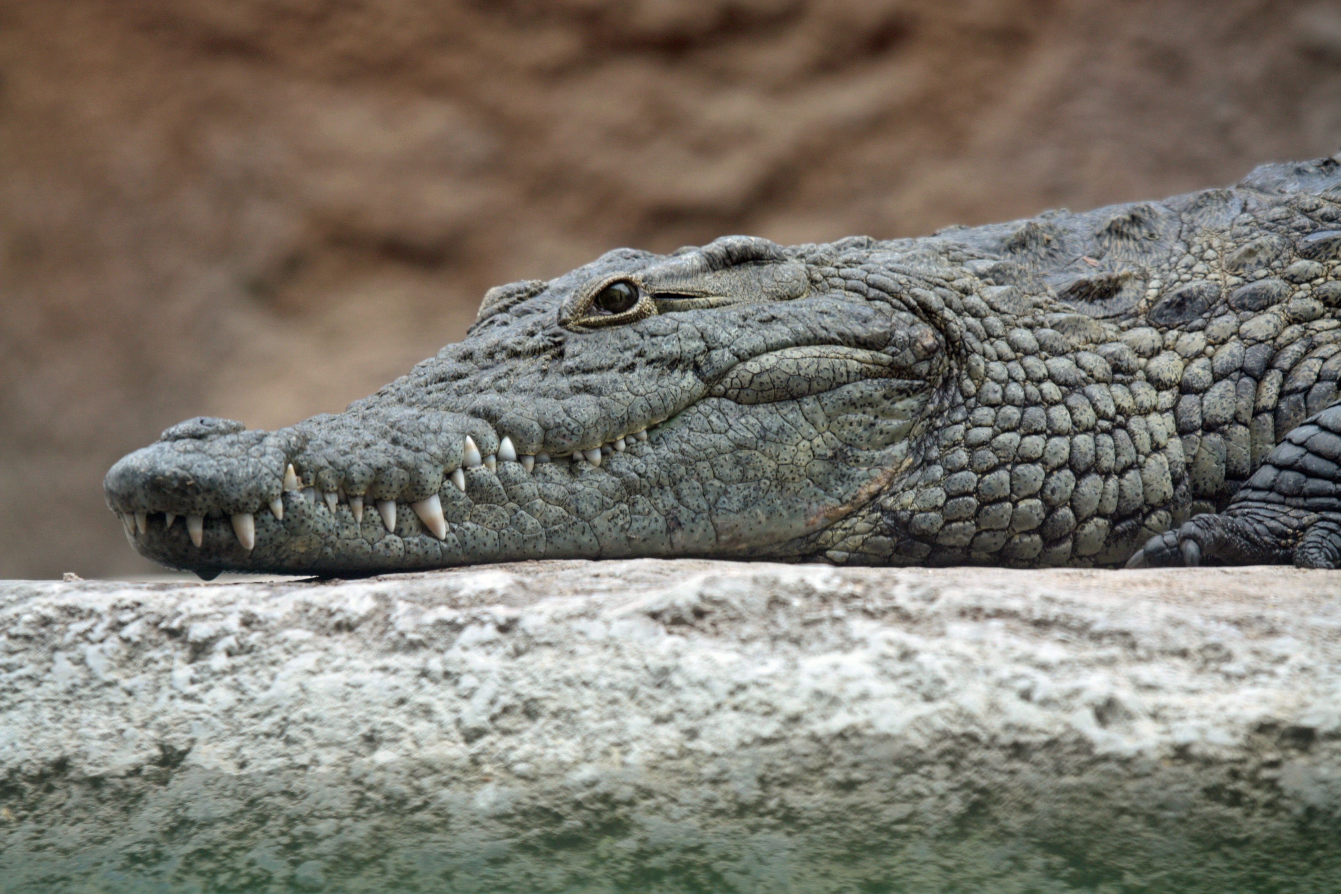 Nile Crocodile Sub Saharan Africa Glossy Poster Picture Photo Print Ba ...