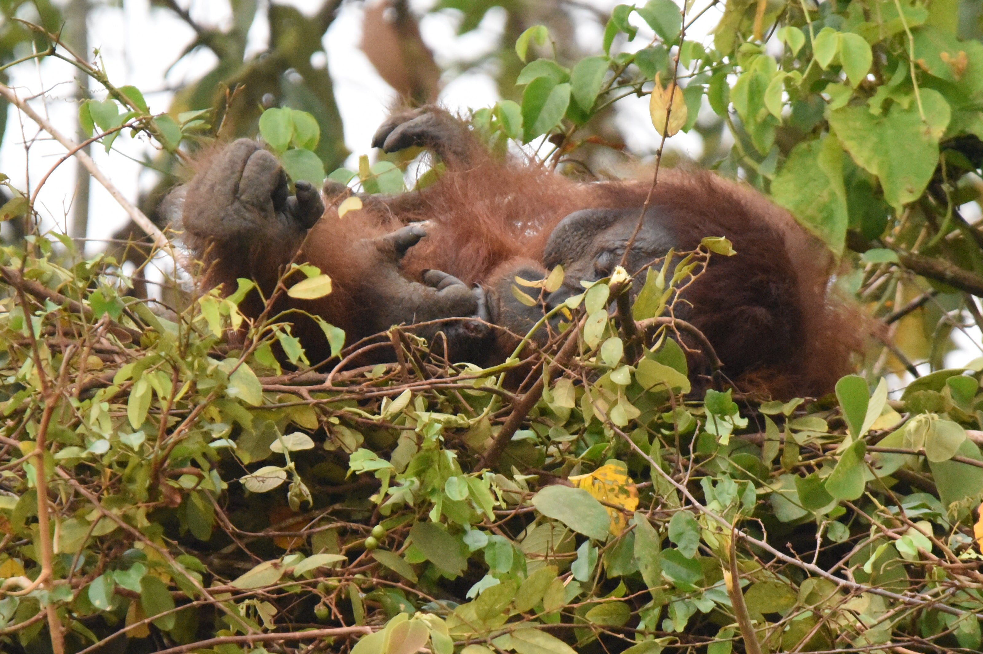 Orangutan Ape Rainforest Glossy Poster Picture Photo Print Banner Conv ...