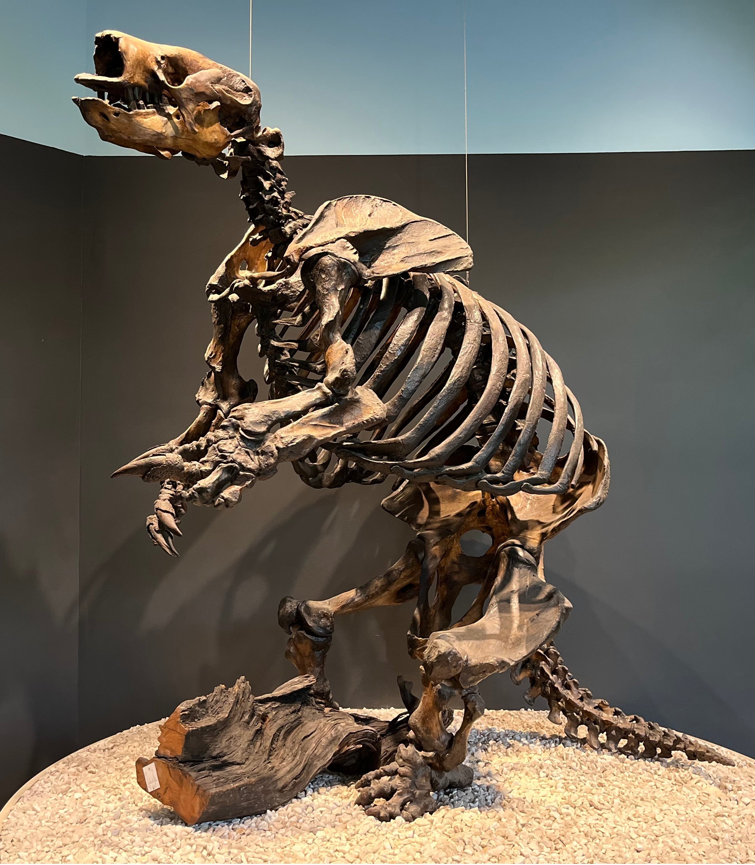 Extinct Paramylodon Skeleton Glossy Poster Picture Photo Print Banner ...