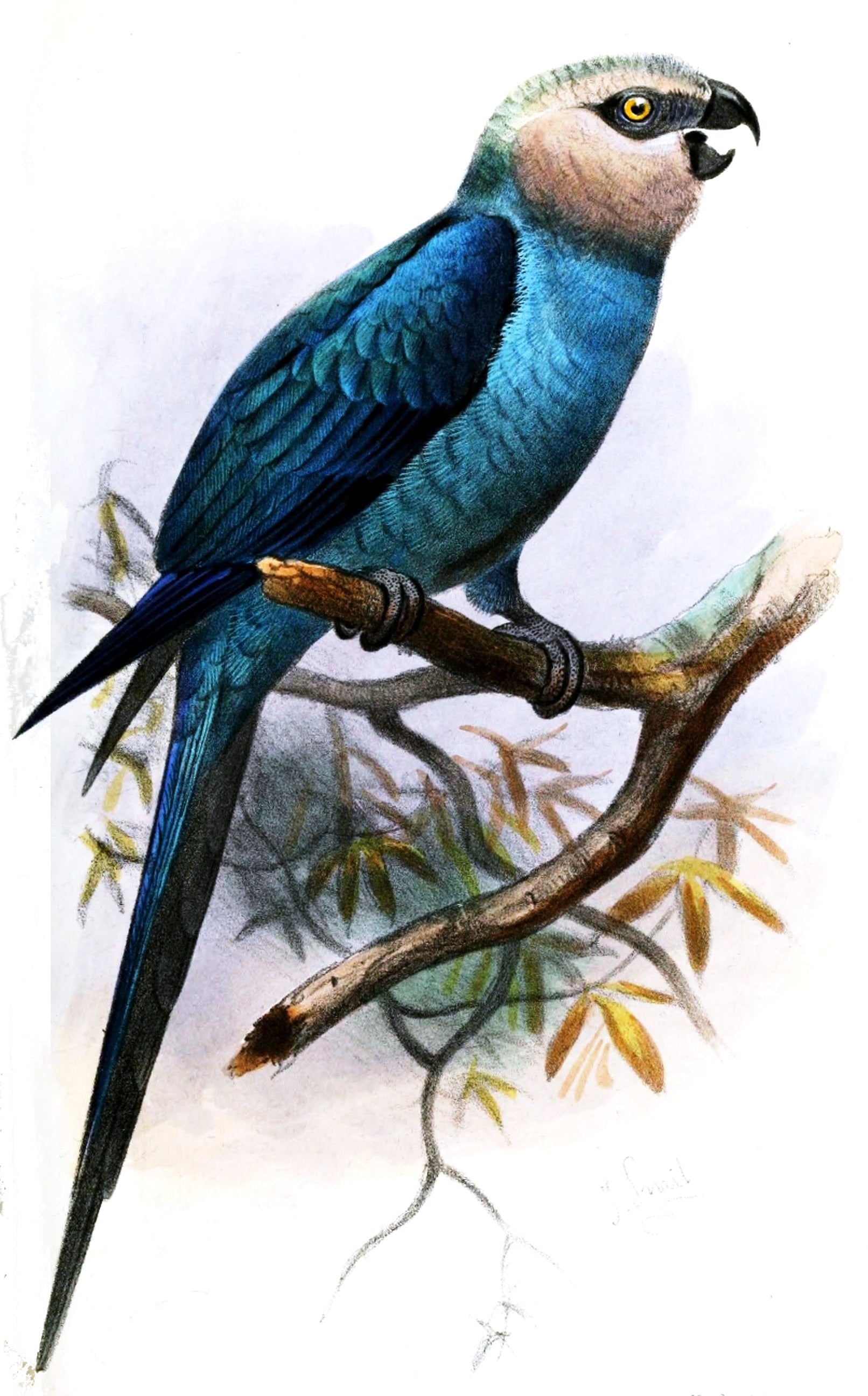 Spix'S Macaw Little Blue Macaw Glossy Poster Picture Photo Print Banne ...