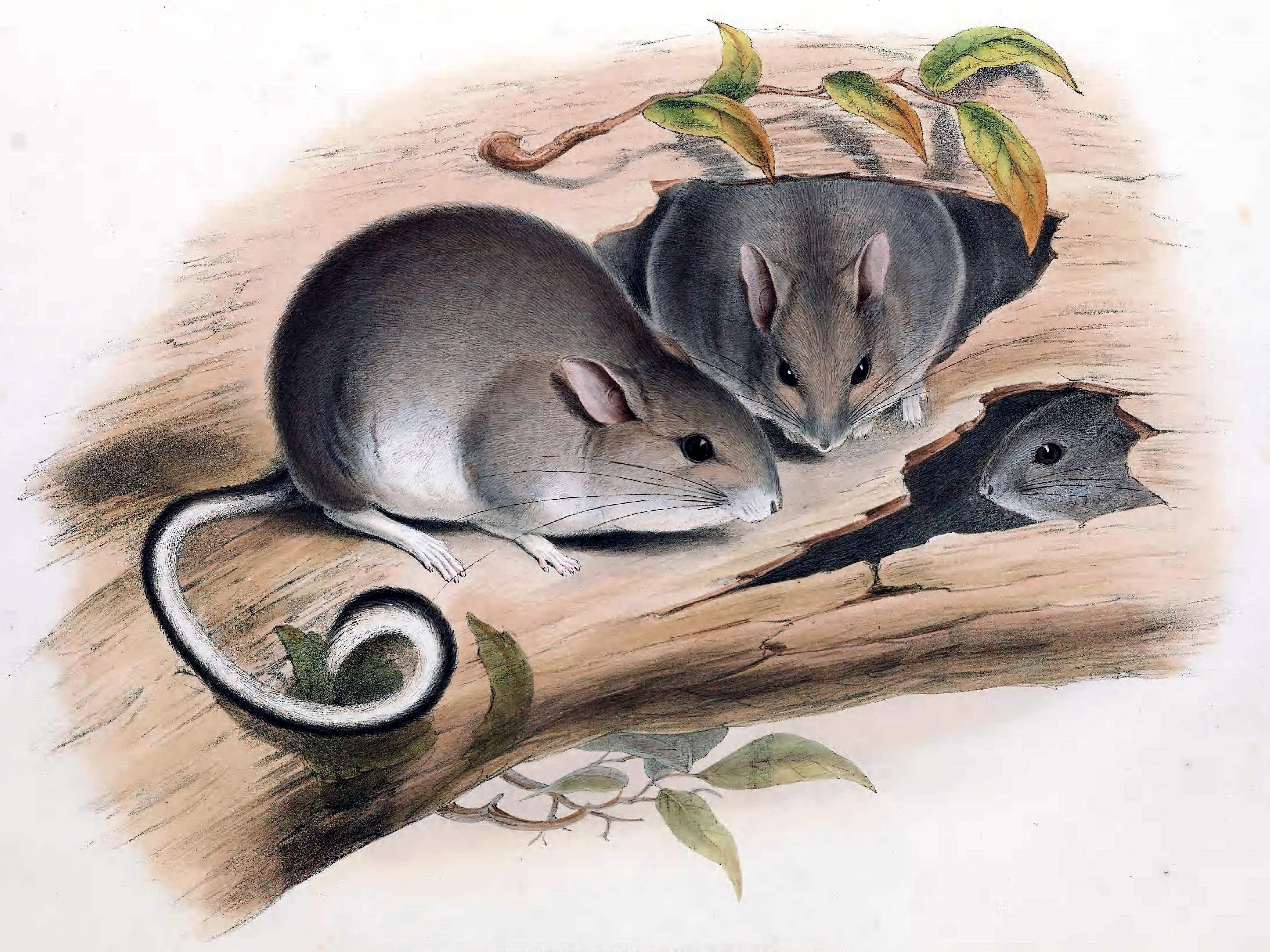Extinct White Footed Rabbit Rat Glossy Poster Picture Photo Print Bann ...