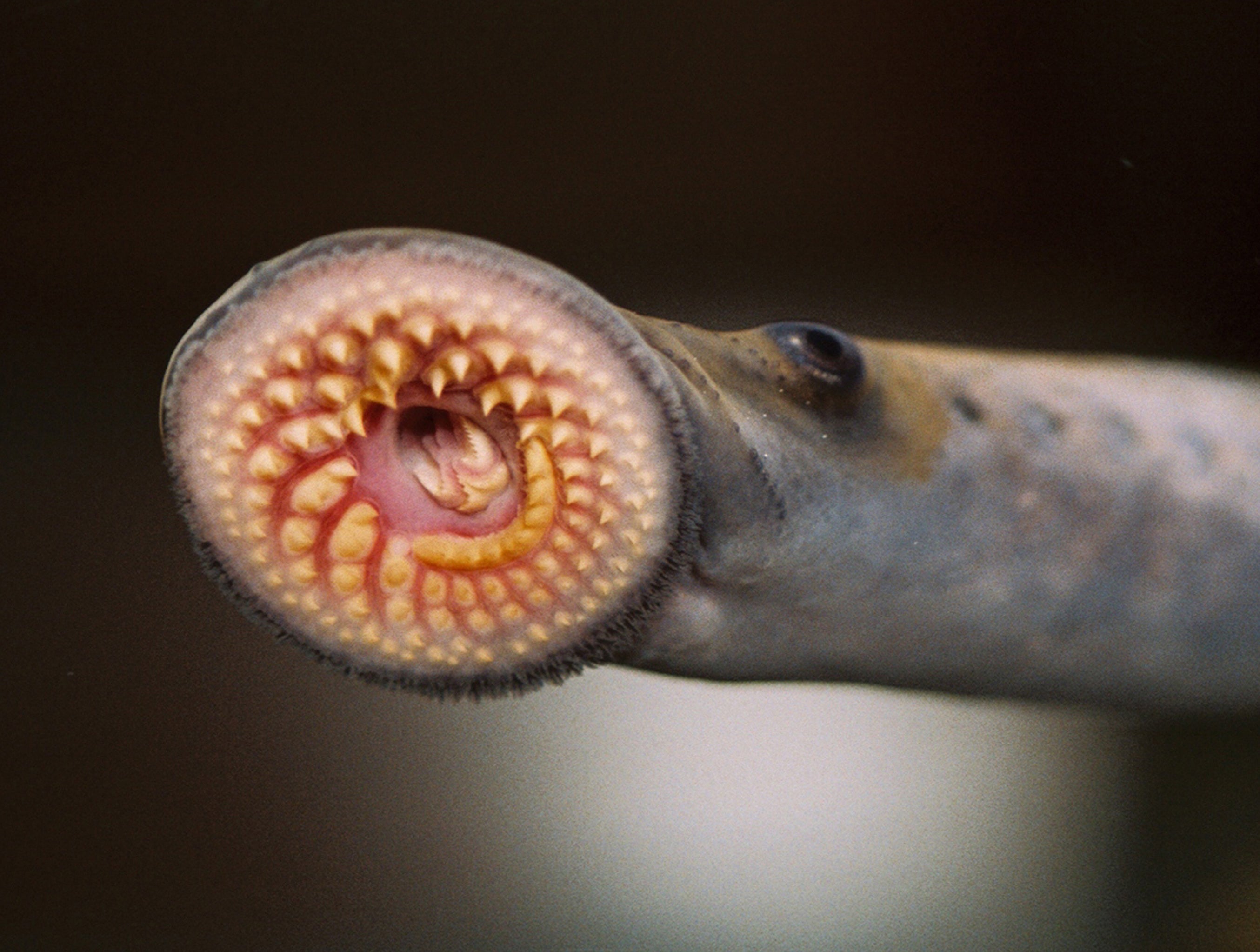 Sea Lamprey Vampire Fish Glossy Poster Picture Photo Print Banner Conv ...