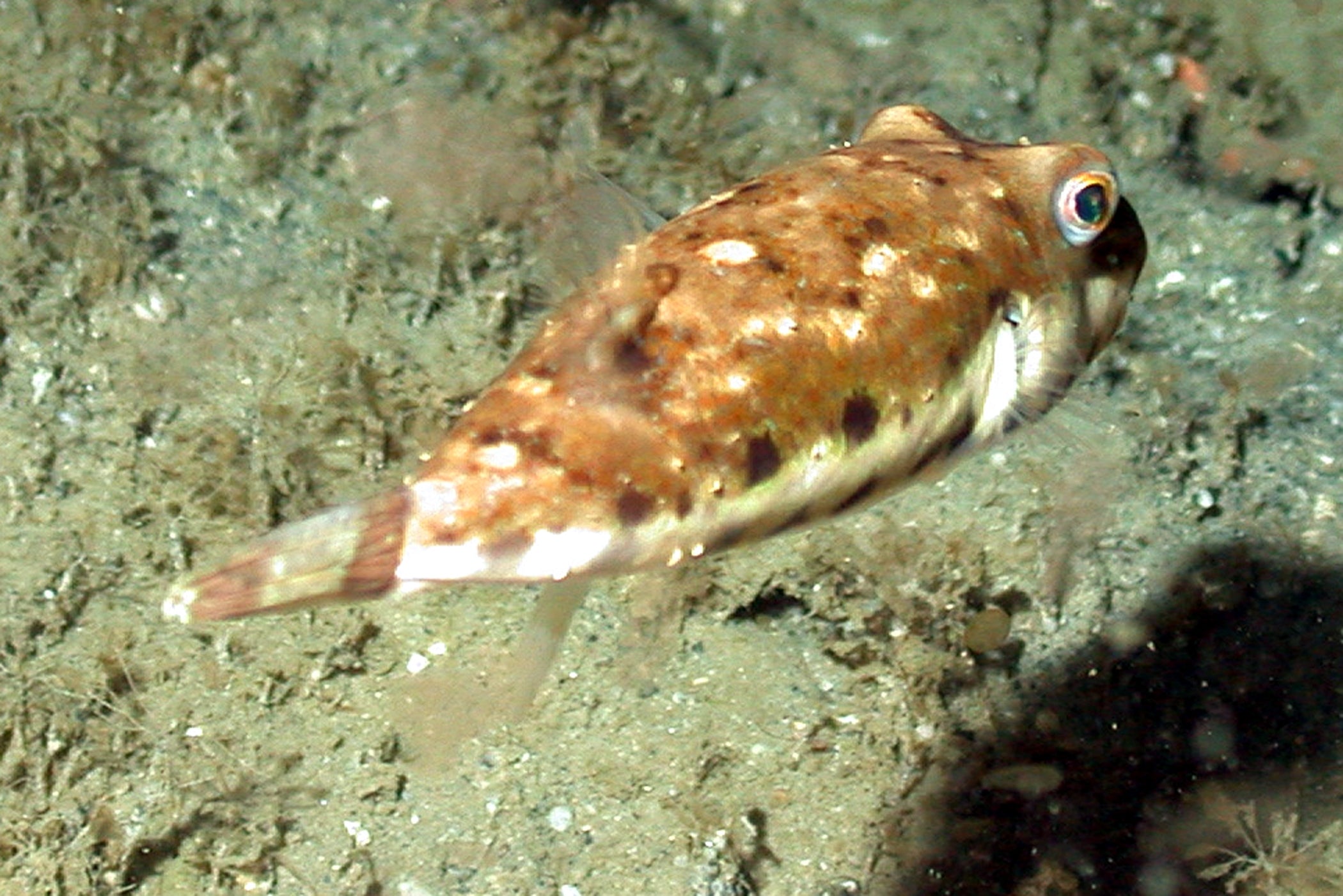 Bandtail Puffer Fish Glossy Poster Picture Photo Print Banner Pufferfi ...