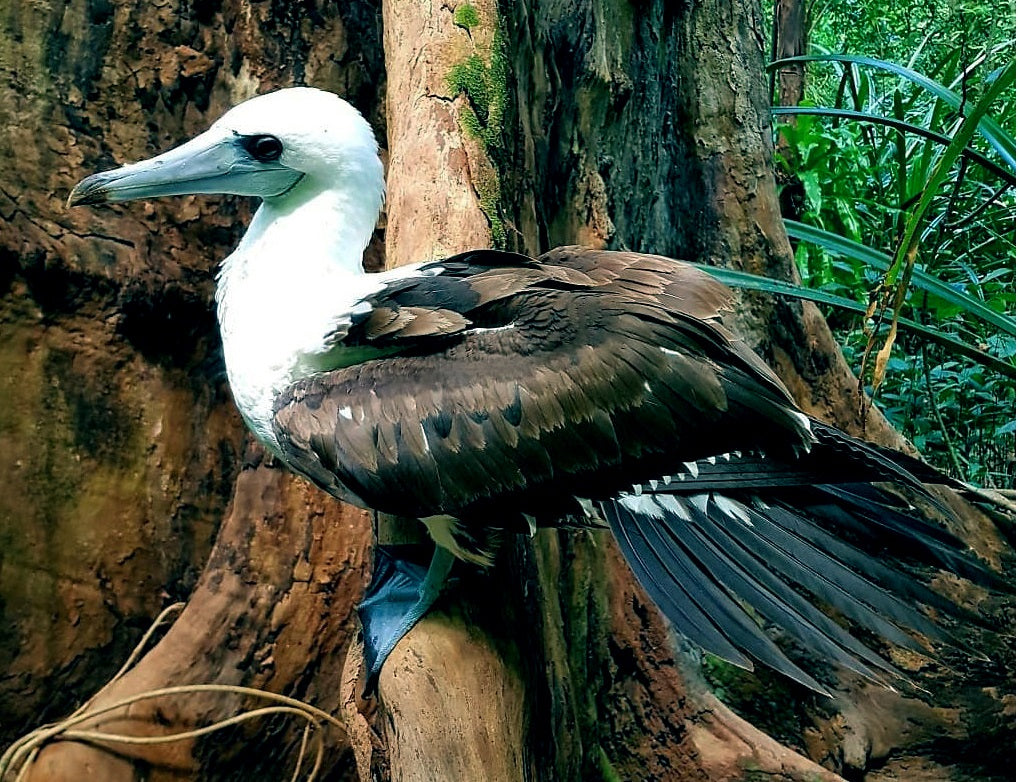 Extinct Abbott'S Booby Seabird Glossy Poster Picture Photo Print Banne ...