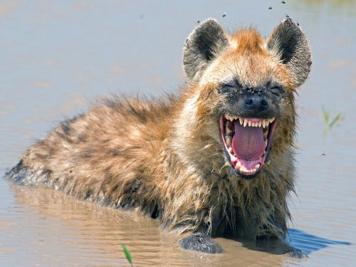 Hyena Glossy Poster Picture Photo Print Banner Laughing Hyenas Scaveng ...