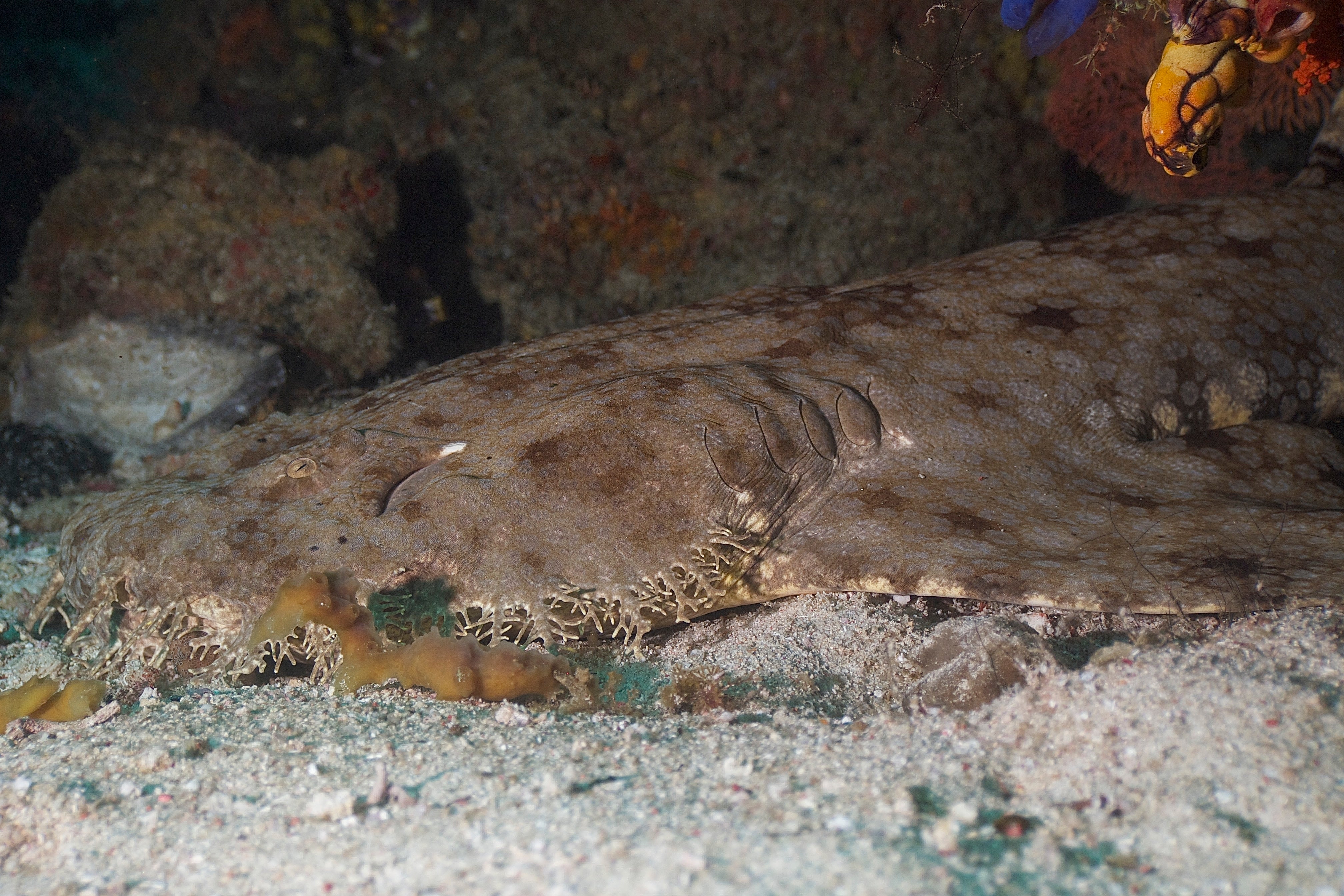 Tasselled Wobbegong Carpet Shark Glossy Poster Picture Photo Print Ban ...